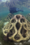 Designing for the Ocean – Reef Design Lab - Profile Feature - The Local ...
