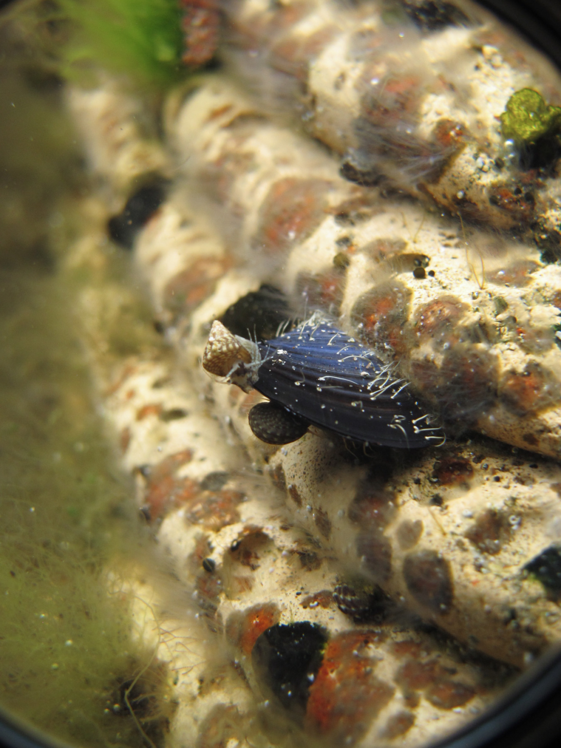 Designing for the Ocean – Reef Design Lab - Profile Feature - The Local ...