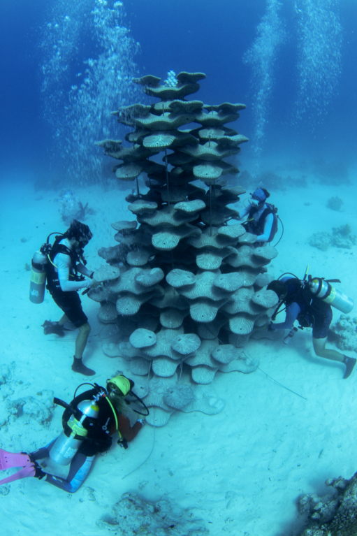 Designing for the Ocean – Reef Design Lab - Profile Feature - The Local ...